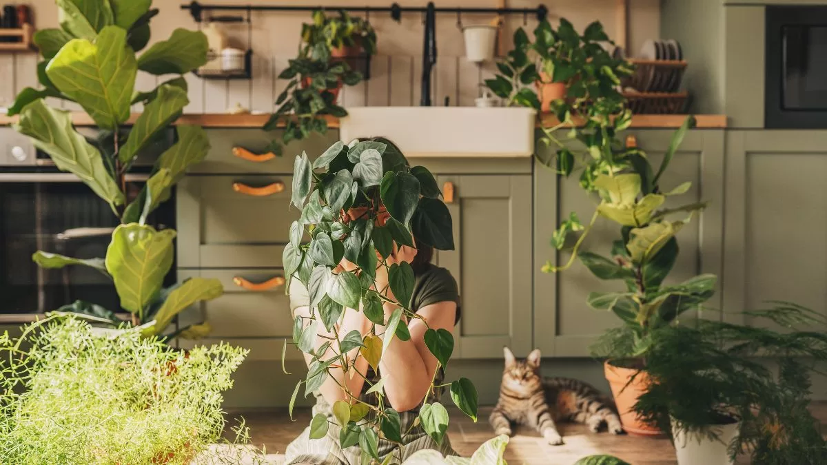 Las Plantas De Interior Que Necesitan Poca Luz Y Son Perfectas Para El 2649