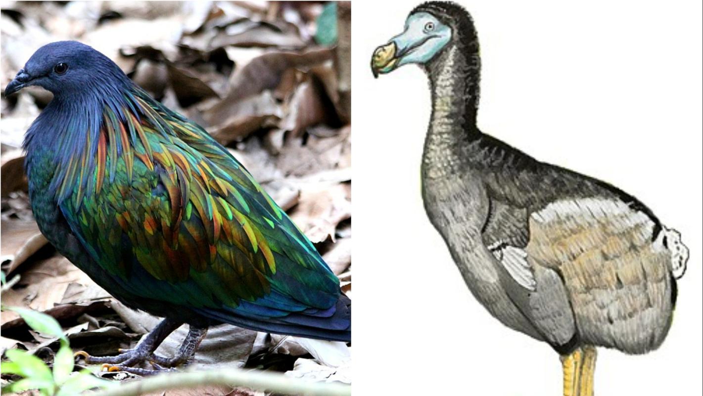 Una iniciativa genética con palomas podría traer de regreso al dodo ...